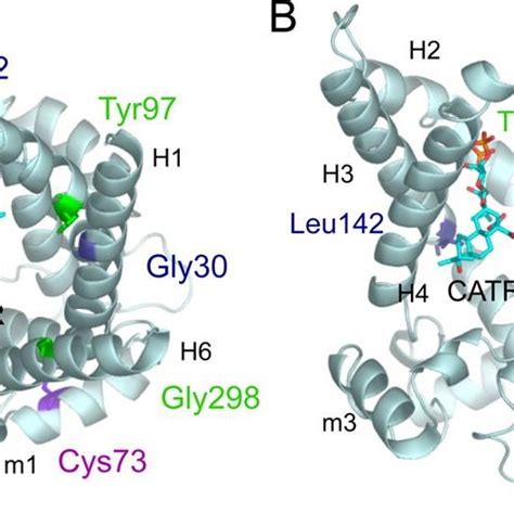Proposed Lariat Structure Of Telomere T Loop D Loop Download
