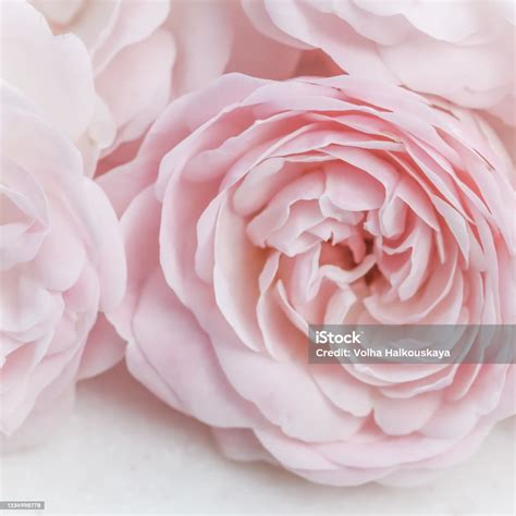 부드러운 초점 추상적 인 꽃 배경 핑크 로즈 플라워 휴일 브랜드 디자인을 위한 매크로 플라워 배경 0명에 대한 스톡 사진 및 기타 이미지 Istock