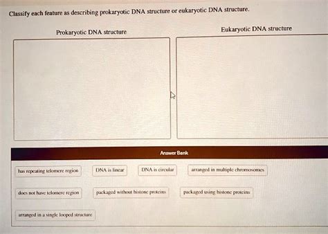 SOLVED Classify Each Feature A Describing Prokaryotic DNA Struclire Eukaryolic DNA Structure