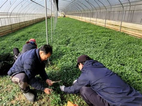 전남도 유기농 쑥 3월의 친환경농산물 선정 아시아경제