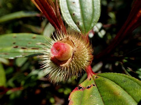 Melastoma Sp A Photo On Flickriver