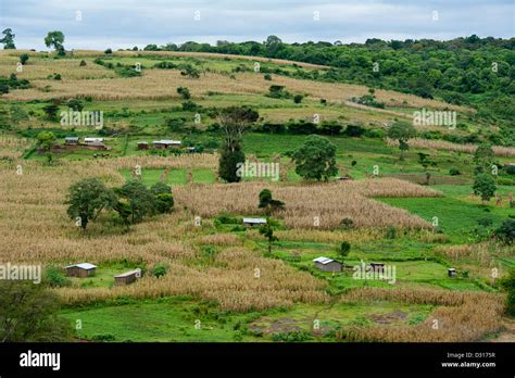 Cultivated Land Outside Mount Elgon National Park Kitale Kenya Stock