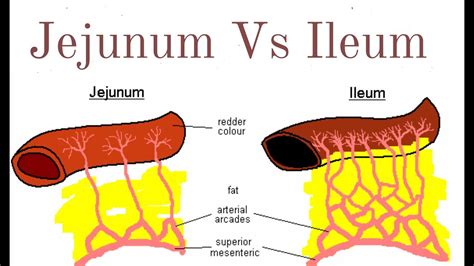 Jejunum And Ileum Youtube