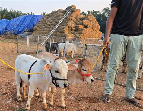 Discover Rare Miniature Cattle Breeds Like Micro Mini Cows Punganur