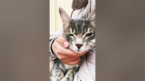 Murr Murr Murrrr Murrr Cat Cats Cattherapy Purr Cat Purrfect