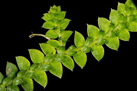 Selaginella Nipponica Earthpedia Plant