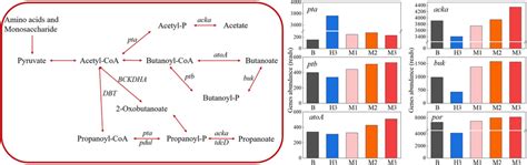 Simplified Generation Path Diagram Of Acetate Propanoate And