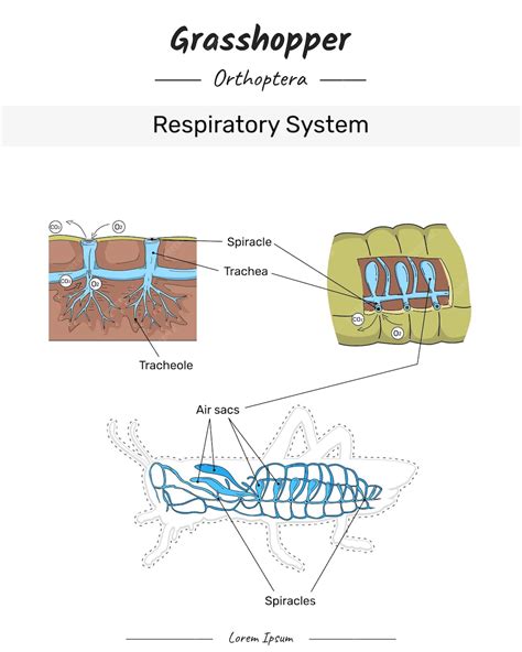 Premium Vector Grasshopper Anatomy Respiratory System Illustration