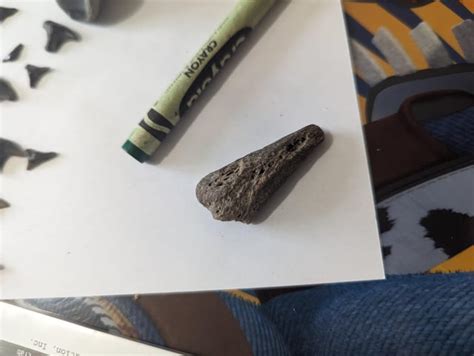 Fossils From Aurora Nc Phosphate Mines Rfossilid