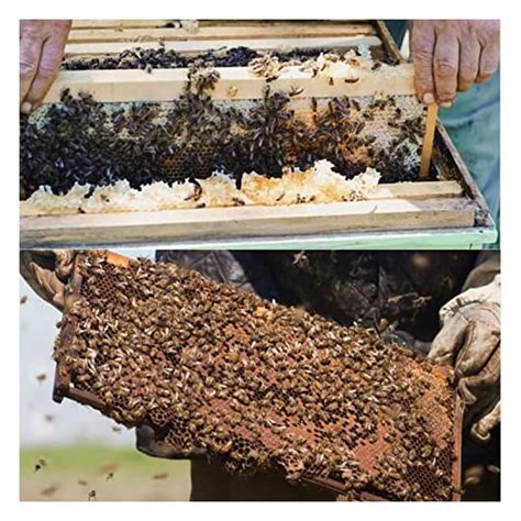 Beeman Beehive Box Beehive Frames With Fundations 3set Insect