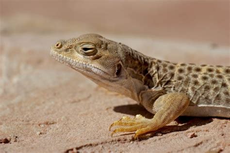 36 Species Of Lizards In California Id Guide Chart And Pictures