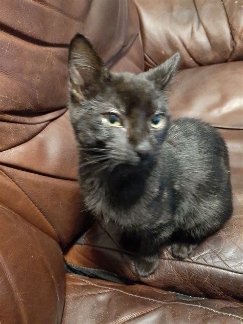 Raven Fox 🎙️🔥💜🪄aural Sex Goddess On Twitter Graybo Has The Worst Of