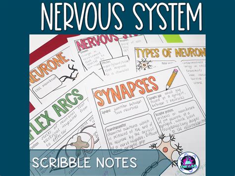Nervous System Notes Scribble Notes Teaching Resources