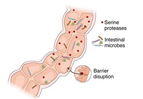 Understanding The Role Of Proteolytic Activity In Mediating Irritable