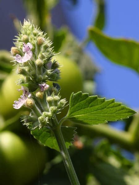 Catnip Herb Benefits Uses And Side Effects