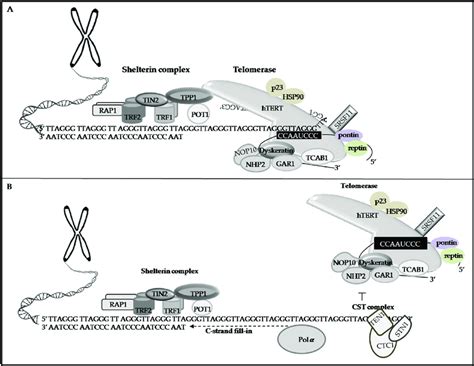 Interaction Of The Shelterin Complex Cst Complex And Telomerase To Download Scientific Diagram
