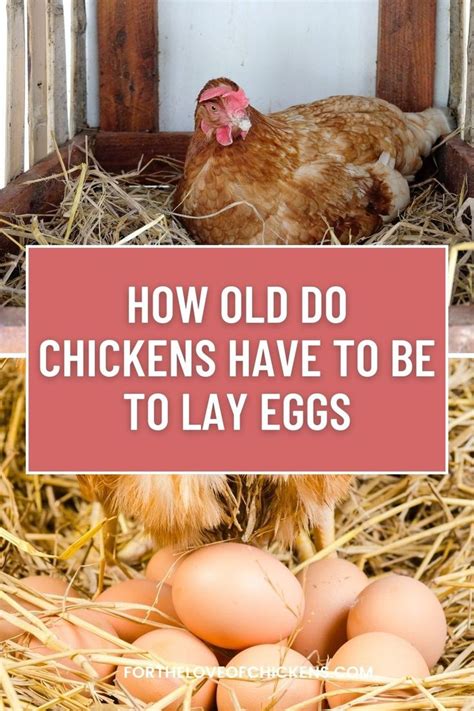 How Old Do Chickens Have To Be To Lay Eggs Laying Chickens Chickens