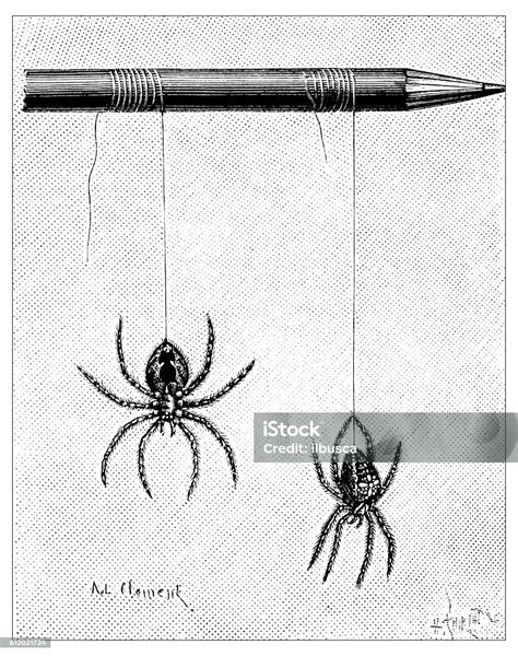 Ilustración De Ilustración Antigua De Arañas Atadas A Lápiz Y Más