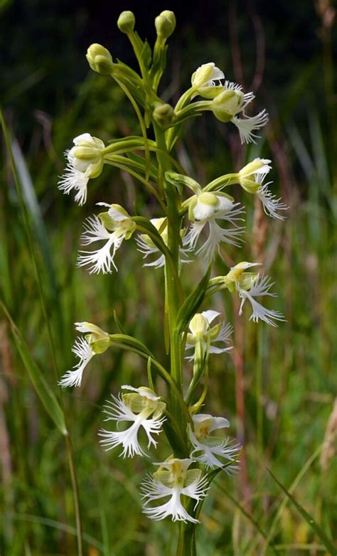 15 Classic American Flowers Almost Lost To Time Find Out Which