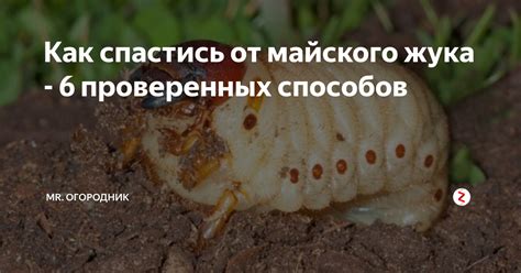 Как избавиться от личинок майского жука - препараты и народные методы