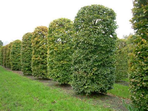 Fagus Sylvatica Common Beech European Beech Van Den Berk Nurseries