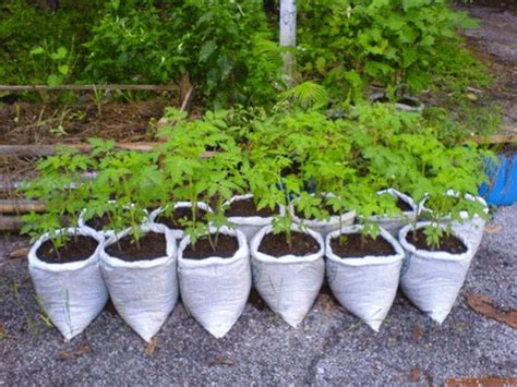 คัดมาให้ดู 100 ไอเดียแปลงปลูกผักสวนครัว สวยๆ แบบประหยัดพื้นที่ แบบเกษตรพอเพียง Small Backyard