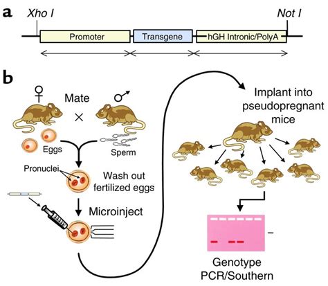 Transgenic Organism Diagram