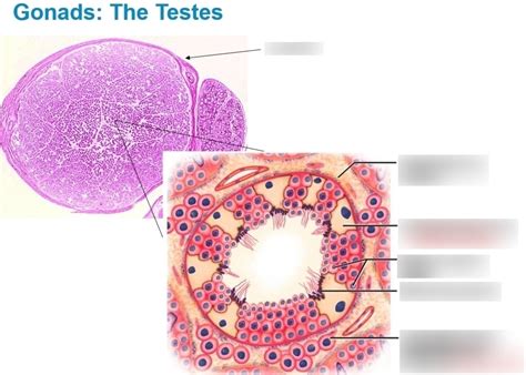 Histology 8 Diagram Quizlet