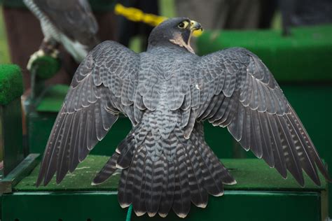 Peregrine Falcon A Peregrine Falcon Wings Spread Taken A Flickr