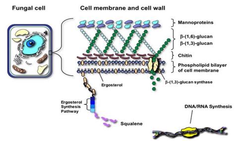 Fungal Cell Wall Organization And Biosynthesis At Darcy Ryan Blog