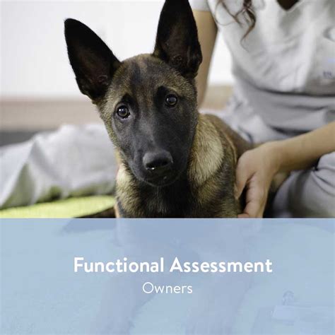 Functional Assessment Online Veterinary Rehabilitation