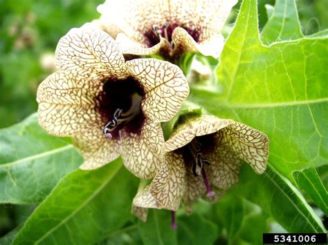 Black Henbane Hyoscyamus Niger L