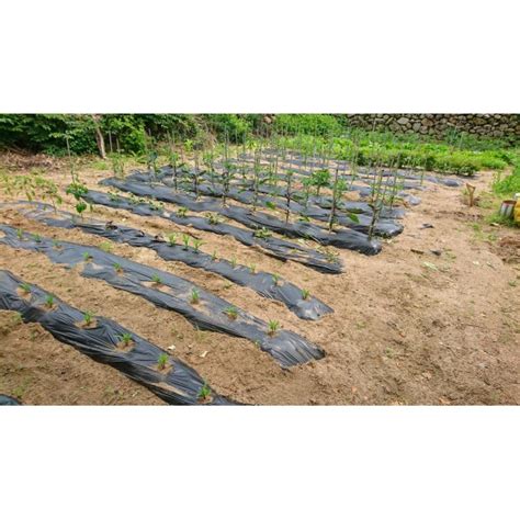 Weed Control 6 Mil Black Polyethylene Sheeting Farm Plastic Supply