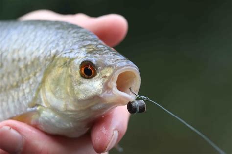 The Best Baits For Specimen Roach Angling Times