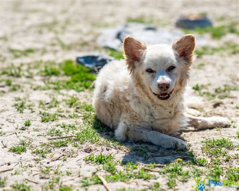 Topek Schronisko Psie Pole