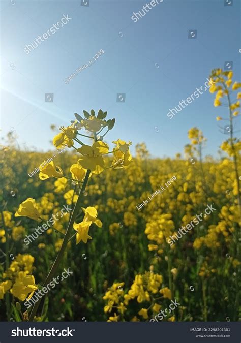 Best Color Combinations 3 337 Images Photos Et Images Vectorielles De Stock Shutterstock