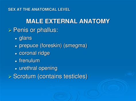 PPT SEX AT THE ANATOMICAL LEVEL PowerPoint Presentation Free Download ID 330022