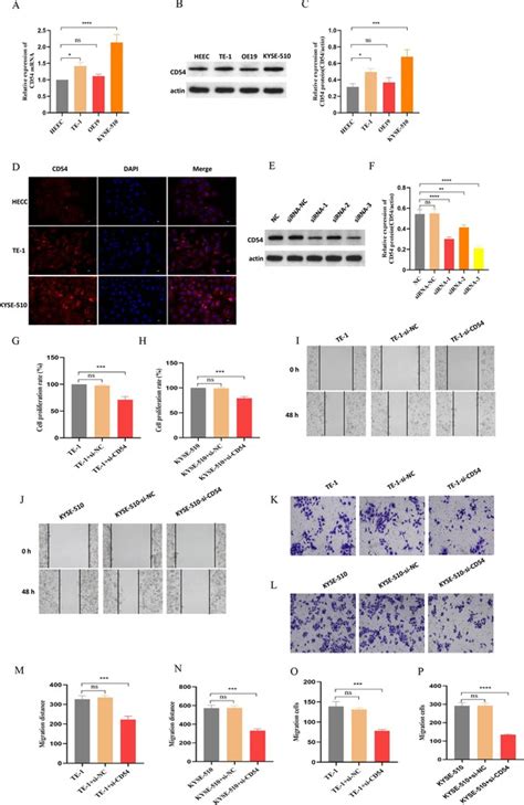 Tissue Derived Exosome Proteomics Identifies Promising Diagnostic