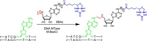 Sequence Specific Labeling Of Nucleic Acids And Proteins With Methyltransferases And Cofactor