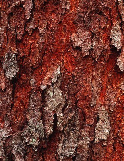 Tree Bark Offers Color Texture And Pattern Garden Design