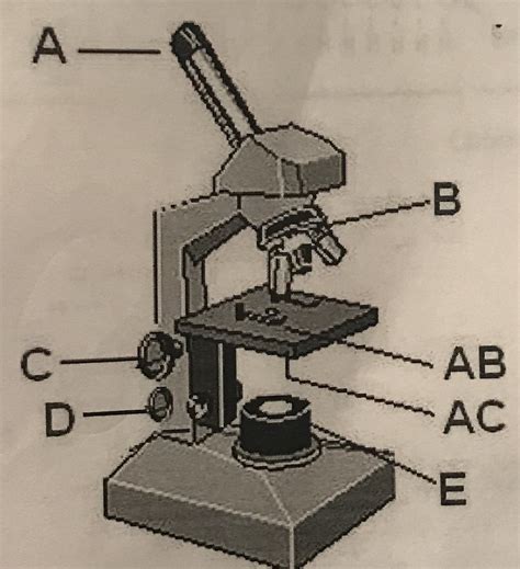 Microscope Diagram Quizlet