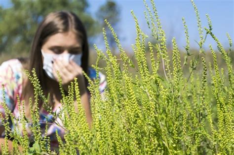 Ragweed Allergy Symptoms And Treatment — National Integrated Health