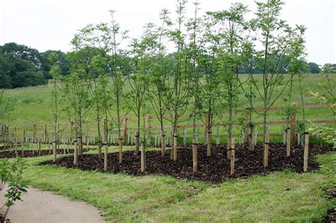 Chew Valley Trees Staking