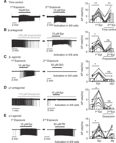 Figure 3 From Adrenergic Agonist Induces Rhythmic Firing In Quiescent