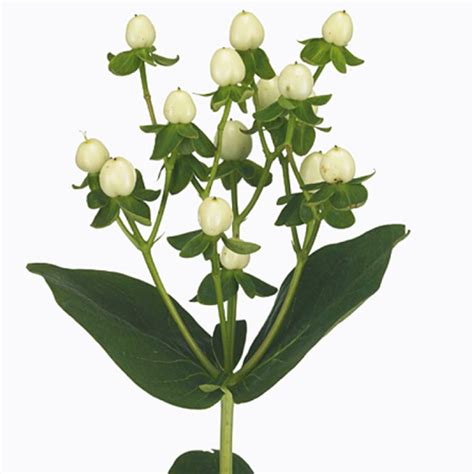 White Hypericum Berry My Flower Stop