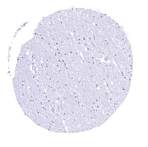 Normal Tissue Gallery Cbp Ms Validated Antibodies