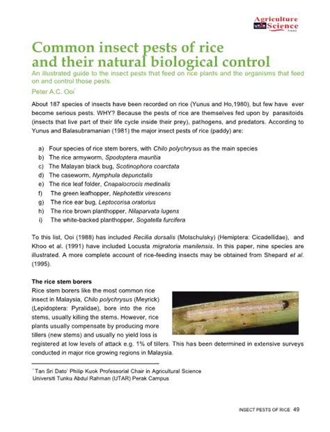 Common Insect Pests Of Rice And Their Natural Biological Control Docslib