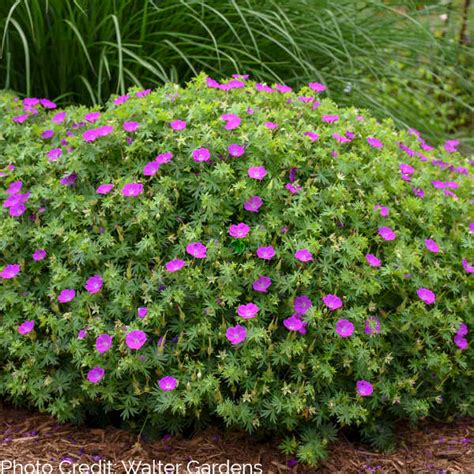 Cranesbill Geranium