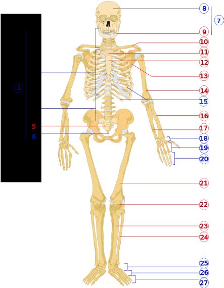 Download Human Skeleton Front Numbered Human Skeleton Diagram