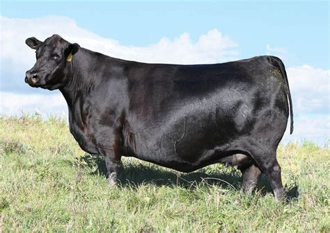 Lot 34 Sav Emblynette 7524 Flush Sire Buyer Auctions